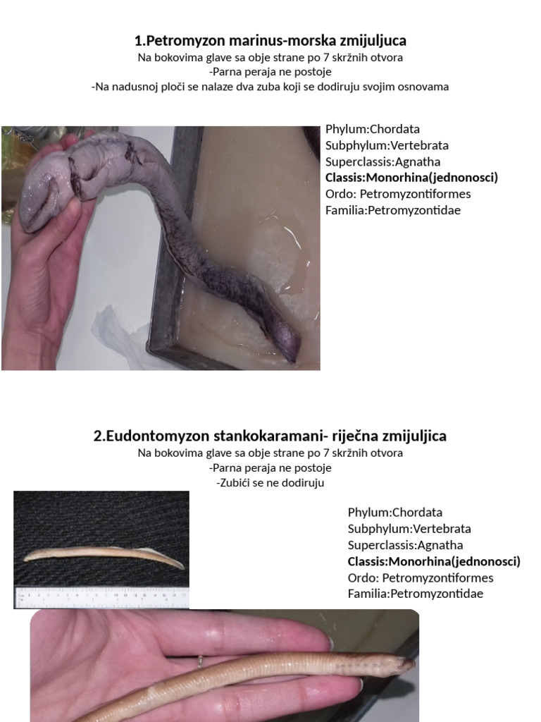 Slatkovodne Ribe-Test | PDF