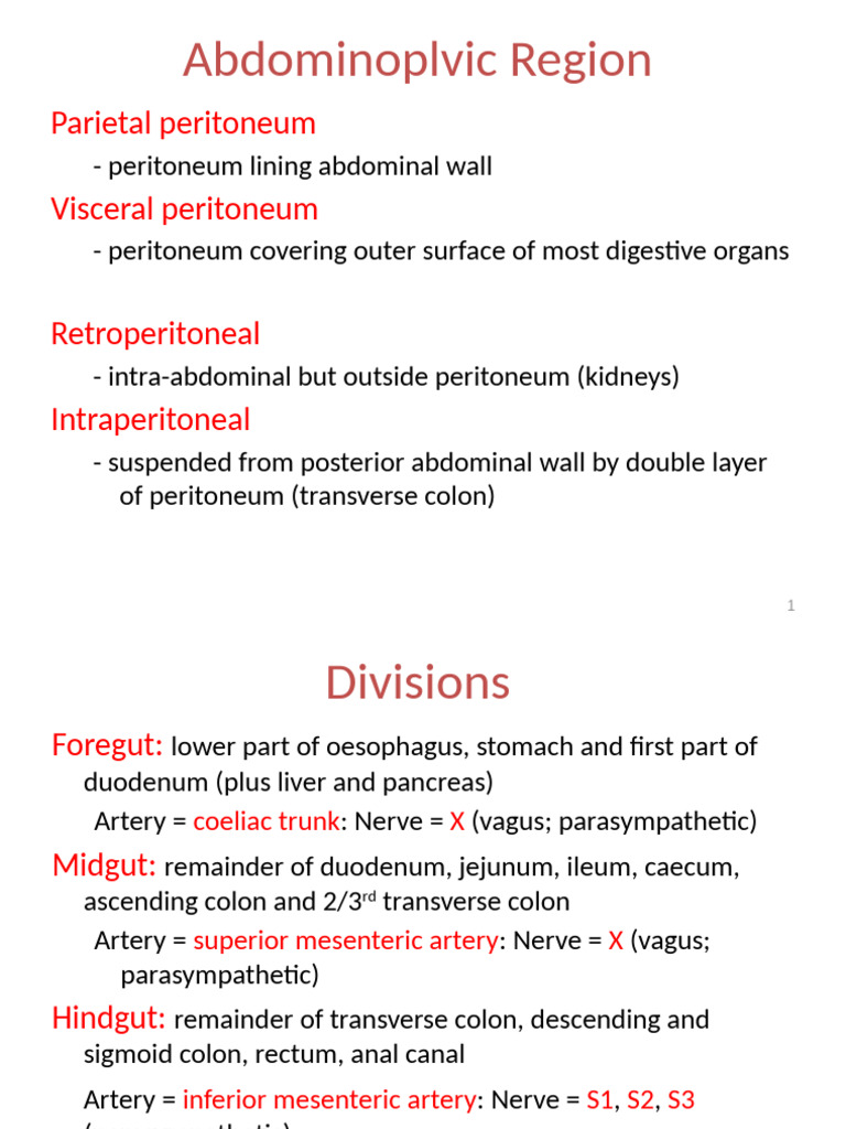 Pelvic Region Anatomy | PDF | Bone | Abdomen