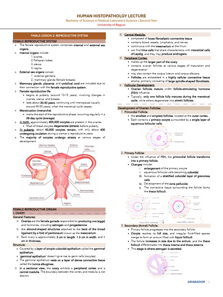 FN Lesson 2 Reproductive System | PDF | Ovary | Menstrual Cycle