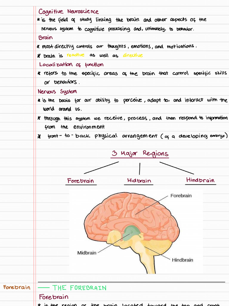 Cognitive Psychology Chapter 2 Cognitive Neuroscience | PDF
