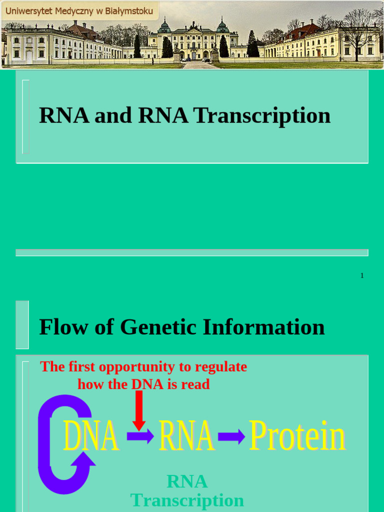 RNA Structure and Transcription Overview | PDF | Ribosomal Rna | Rna