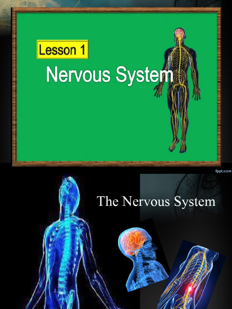 Nervous System.pptx | PDF | Nervous System | Neuron