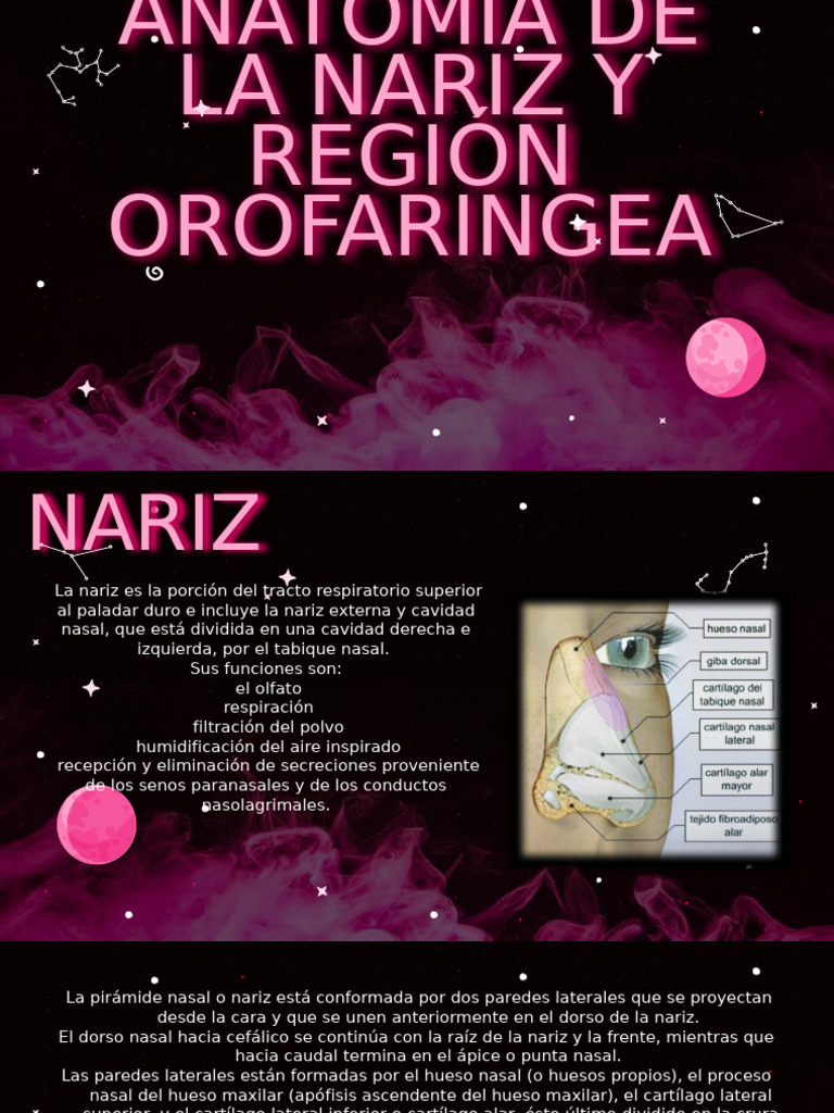 Tema1 ANATOMIA | PDF | Nariz humana | Otorrinolaringología