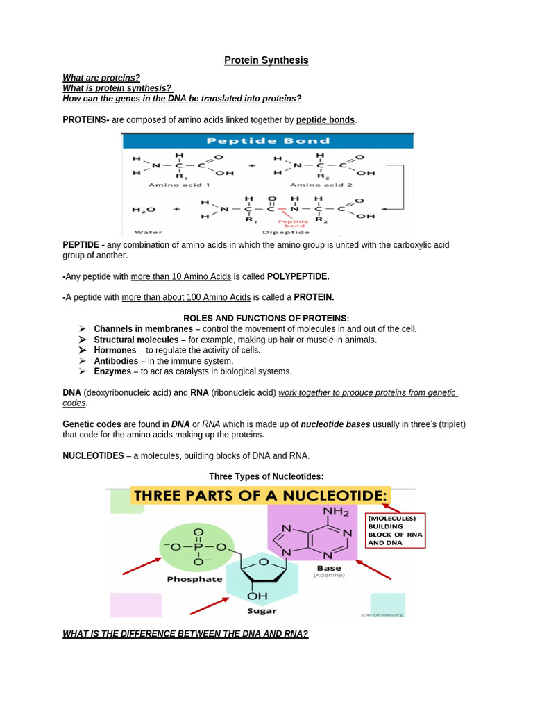 Science10.Module4.Protein Synthesis | PDF | Translation (Biology) | Rna