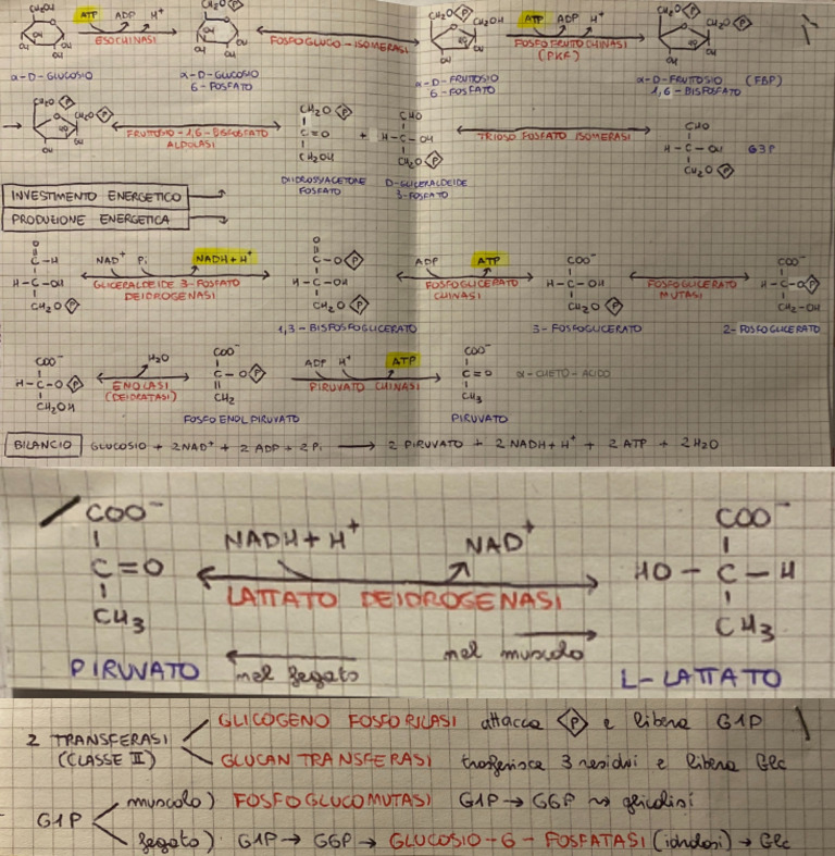 Glicolisi e Metabolismo | PDF