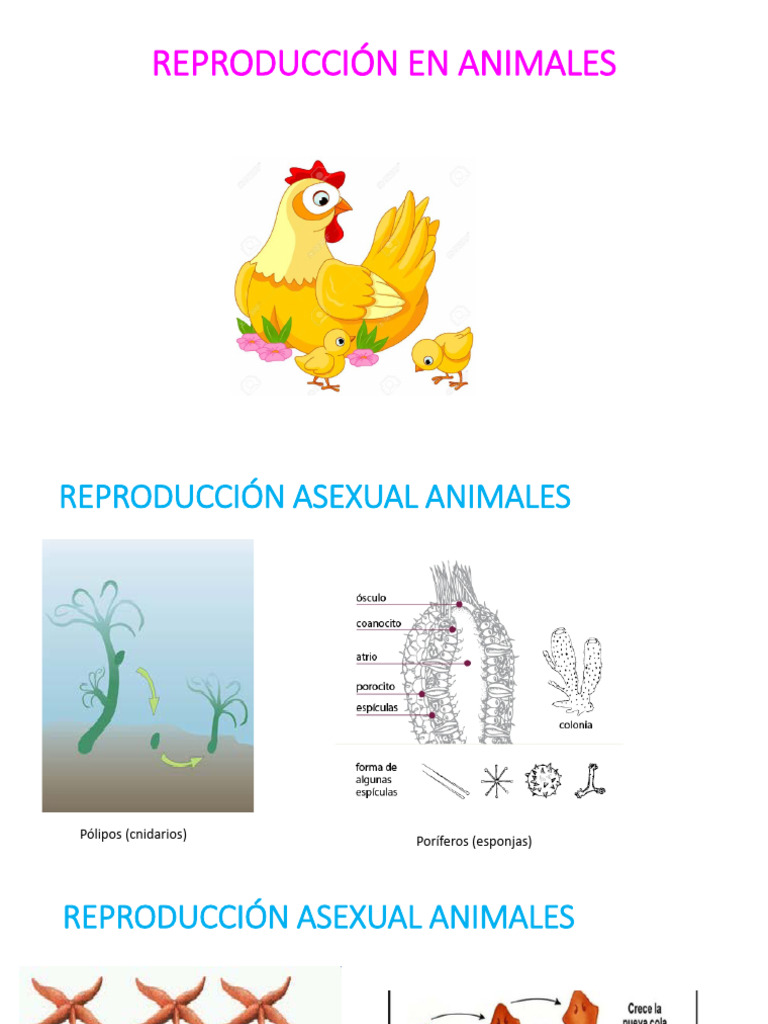 REPRODUCCIÓN EN ANIMALES-presentación | PDF