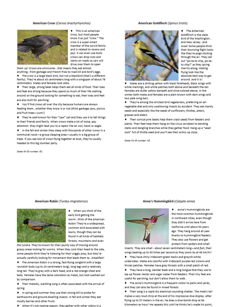 l2 Bird Field Guide Complete | PDF | Gull | Hawk