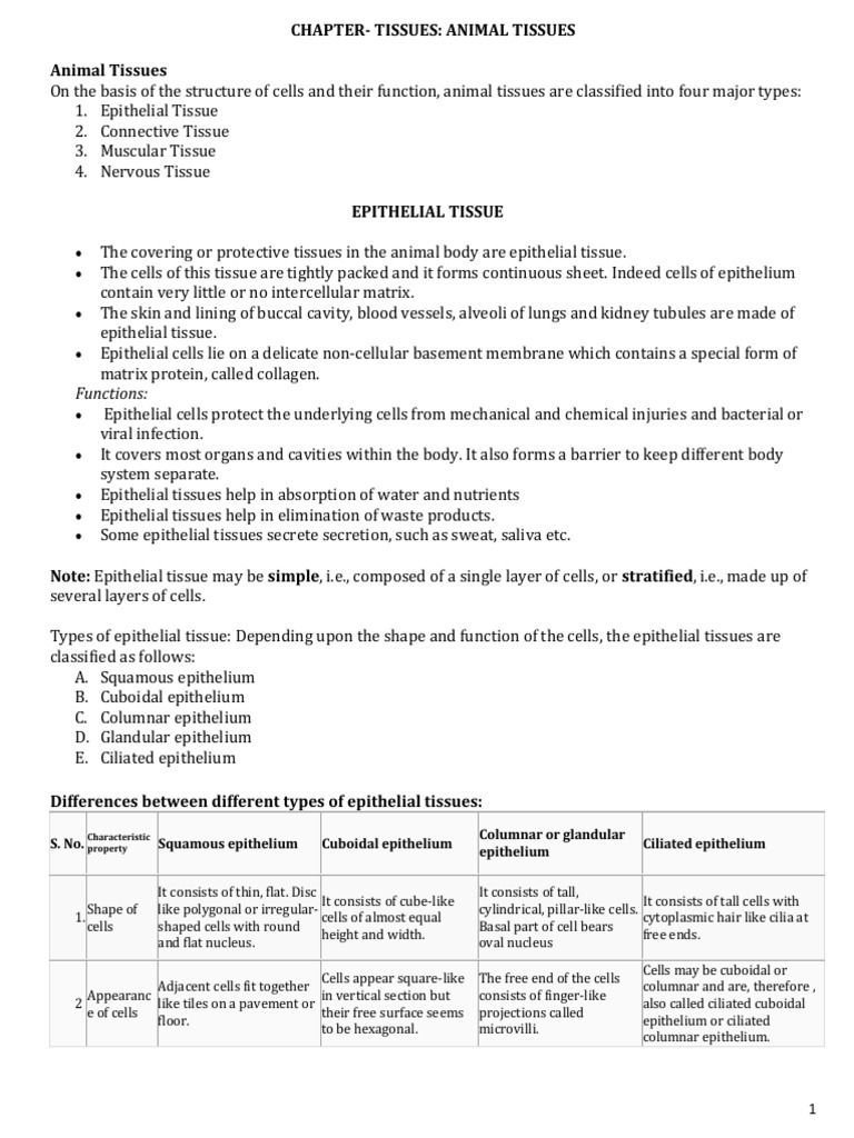 Animal Tissues - Notes (2) - 2 | PDF | Epithelium | Connective Tissue