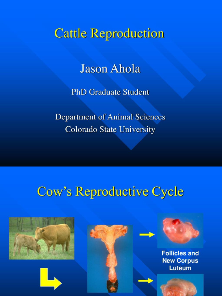 Cattle Reproduction | PDF