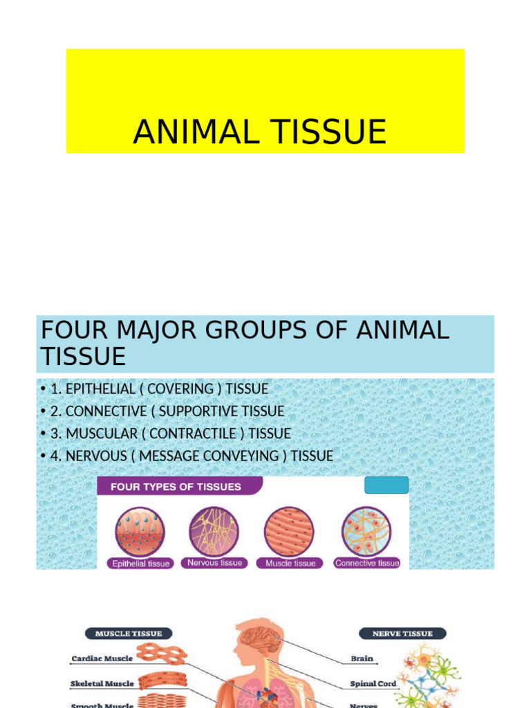 Animal Tissues | PDF | Epithelium | Connective Tissue