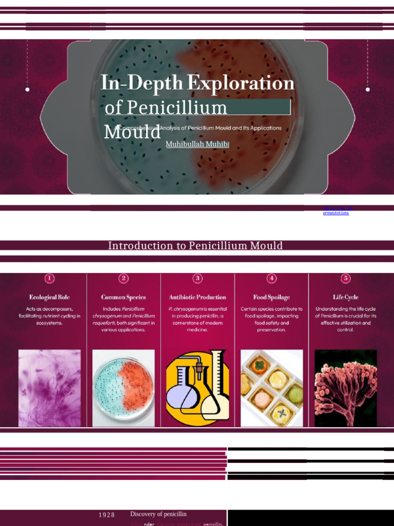 Penicillium: Antibiotics and Food | PDF | Penicillin | Mold