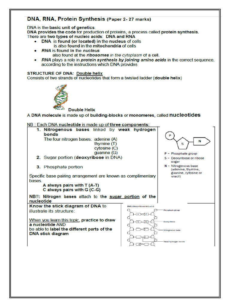 Grade 12 Life Sciences: DNA & Protein Synthesis | PDF | Meiosis ...