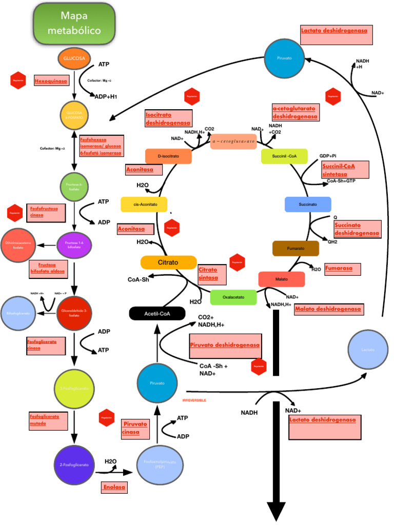 Mapa Metabólico | PDF | Trifosfato de adenosina | Quinasa
