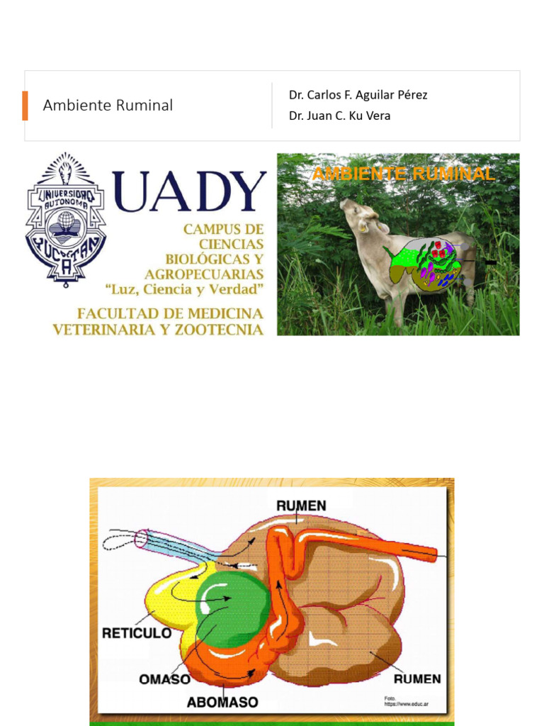 CLASE Ambiente Ruminal-comprimido | PDF | Las bacterias | Amoníaco