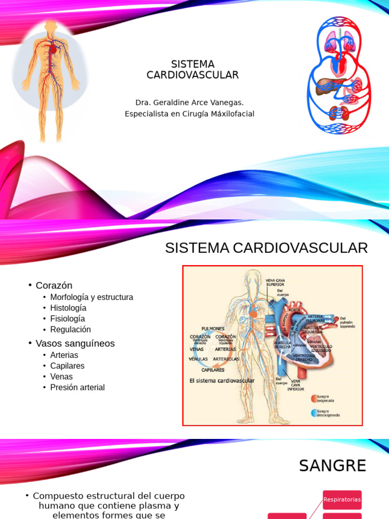 Sistema Circulatorio | PDF | Corazón | Sistema circulatorio