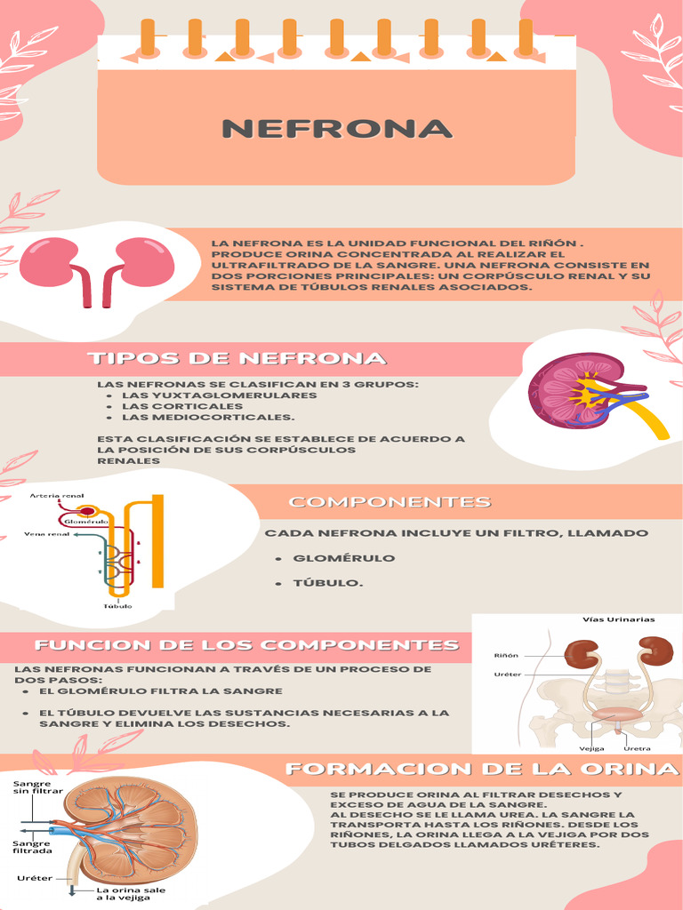 Función y Tipos de Nefrona en Riñones | PDF