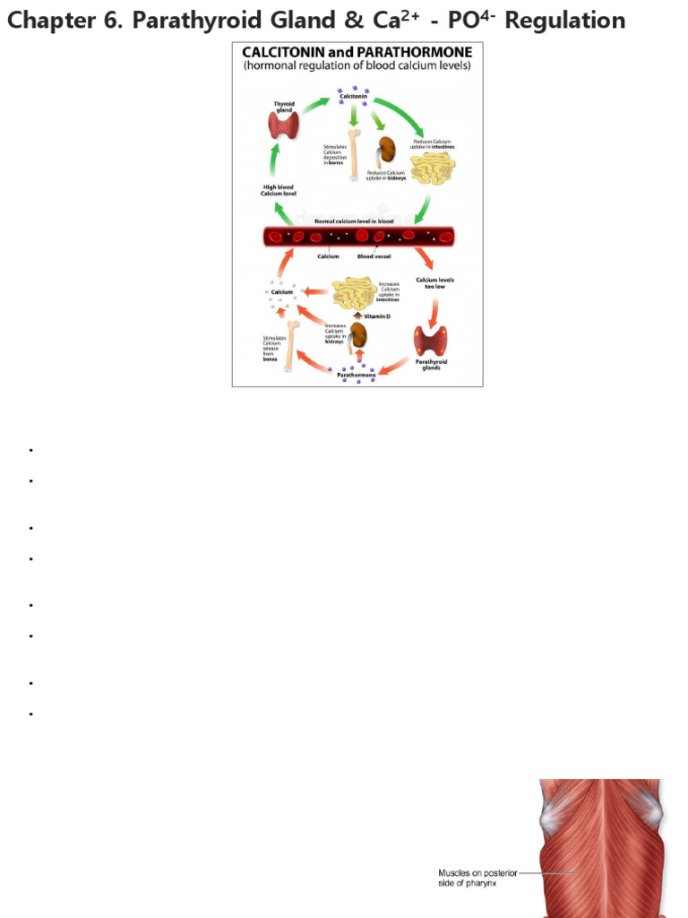 Chapter 6. Parathyroid Gland and Ca2 and PO4 - Regulation | PDF | Bone ...