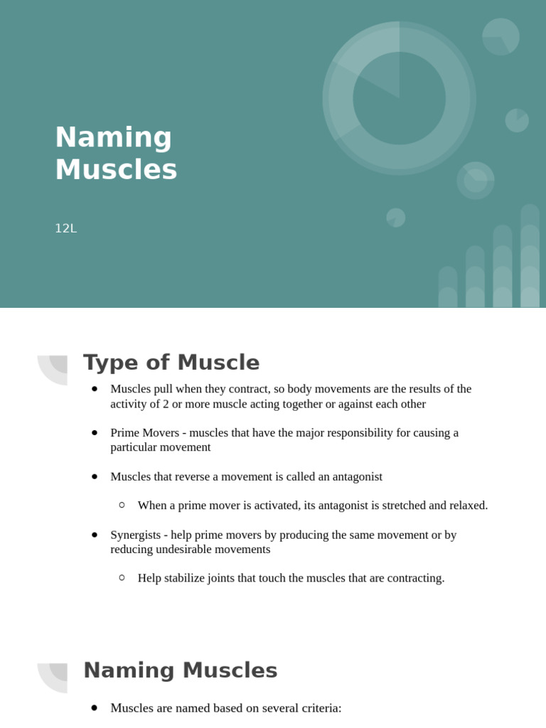 12L - Naming Muscle Notes | PDF