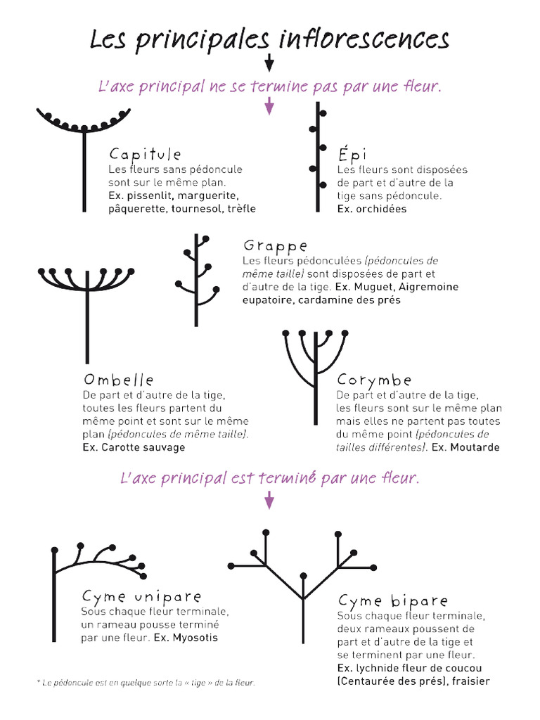 FCPN Inflorescence | PDF