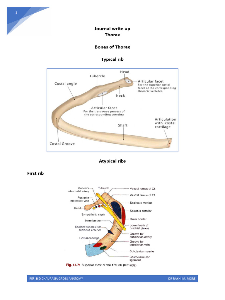 Thorax 1 Bones of Thorax | PDF