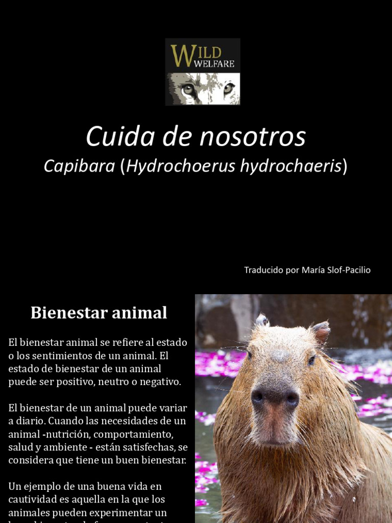 Care For Us Capybara Spanish 1 | PDF | Agua