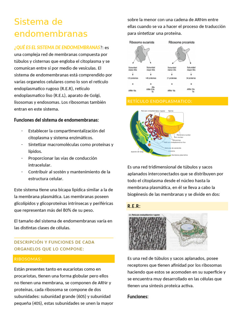 Funciones del Sistema de Endomembranas | PDF | Citoplasma | Membrana ...