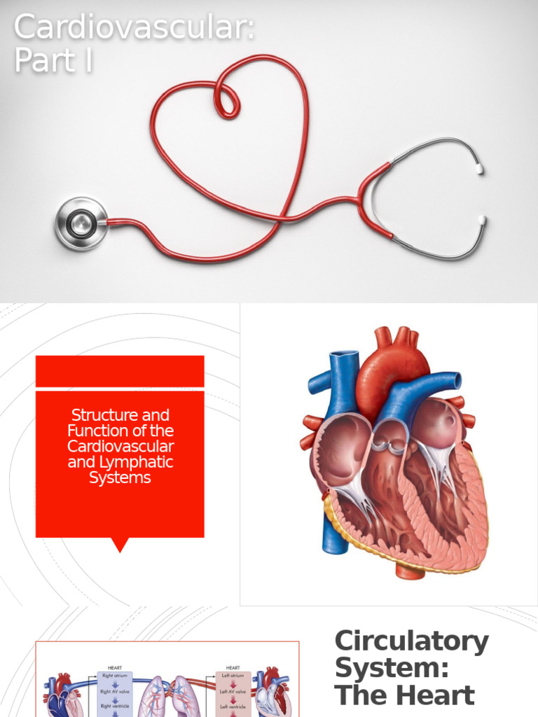 Cardiovascular Part | PDF | Heart Valve | Coronary Circulation