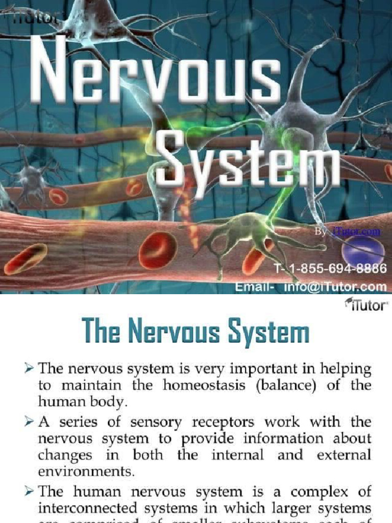 PPT Nervous System | PDF