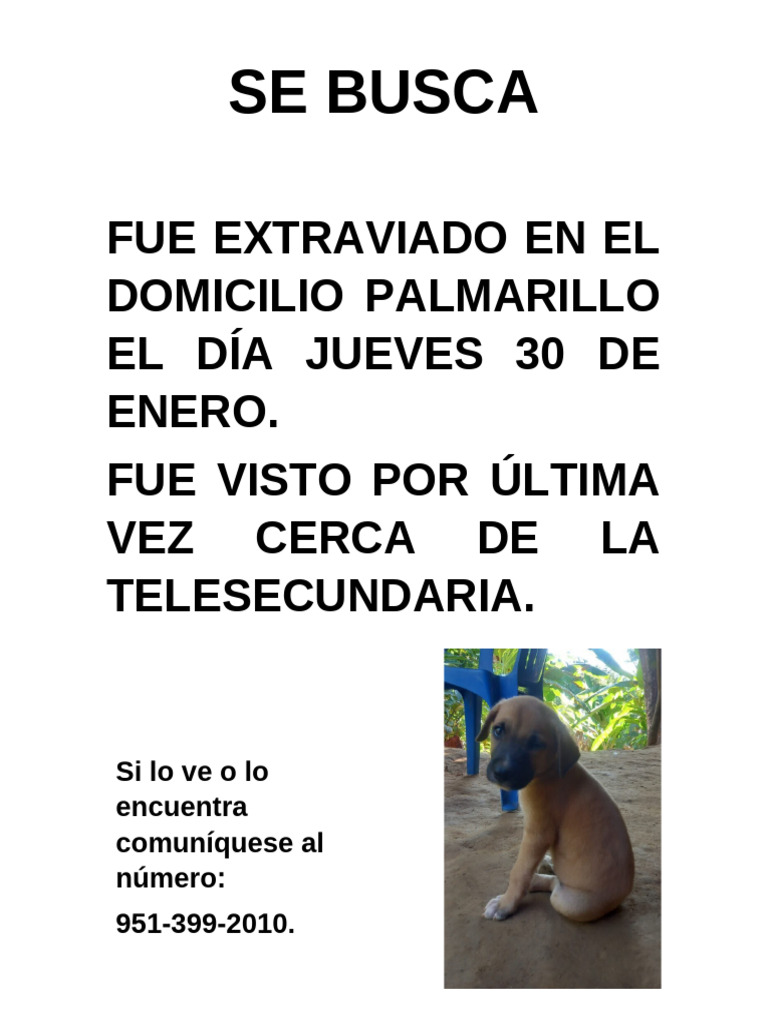 Se Busca Perrito | PDF
