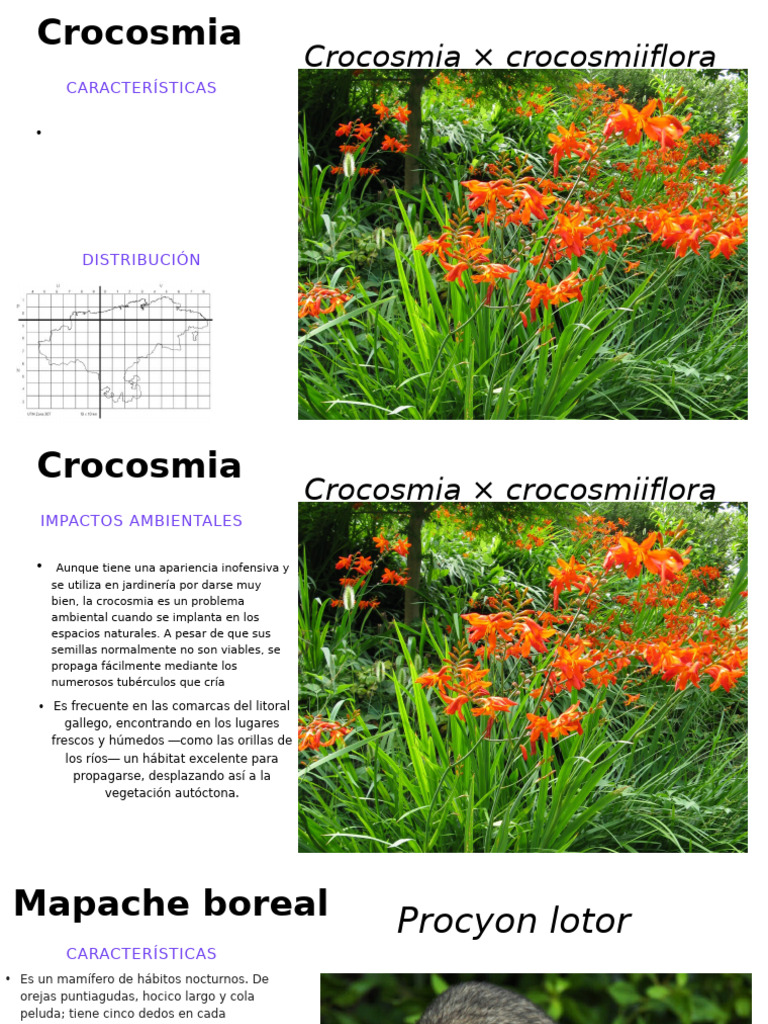 Fichas de Invasoras | PDF | Mapache | Zoología