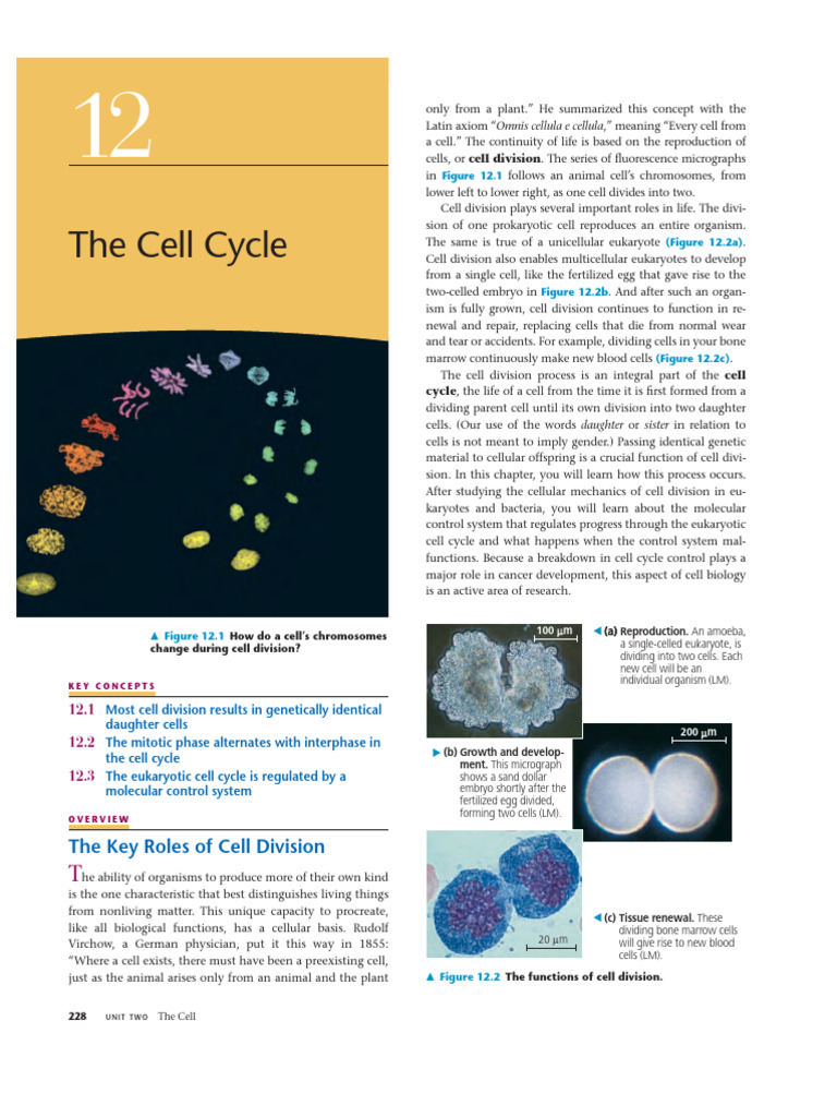 Chapter 12 The Cell Cycle | PDF | Mitosis | Chromosome