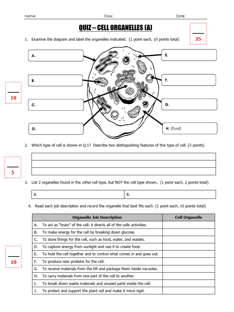 Quiz on Cell Organelles | PDF | Cell (Biology) | Endoplasmic Reticulum
