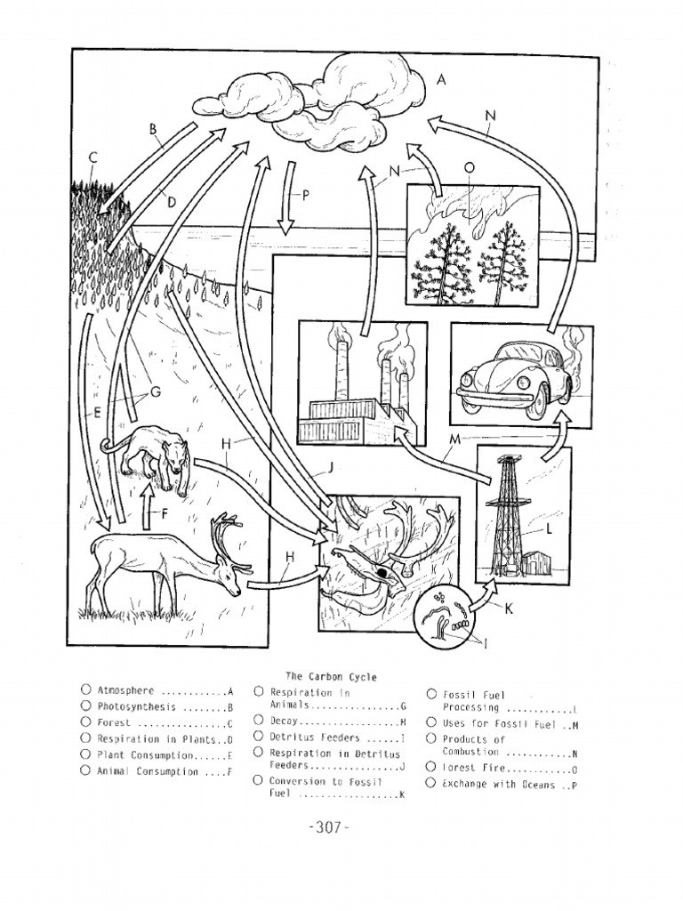 Big CWB 11.10 Carbon Cycle | PDF
