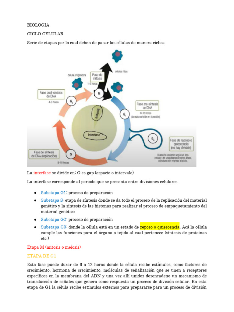 Ciclo Celular: Etapas y Regulación | PDF | Mitosis | Mitosis