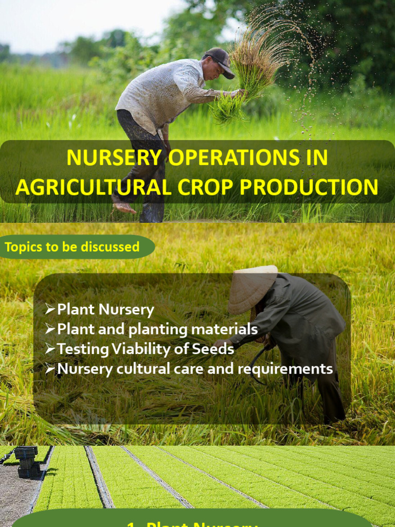 Nursery Operations in Crop Production | PDF | Plant Nursery | Seed