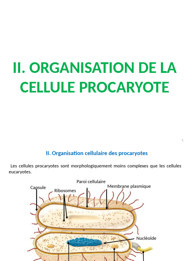 II- Organisation de la cellule Procaryote | PDF | Membrane cellulaire | Cellule (Biologie)