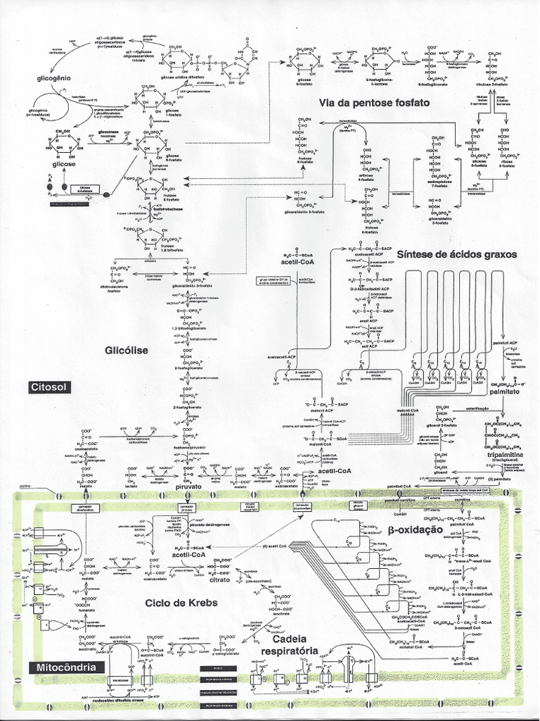 Mapa Metabolico | PDF