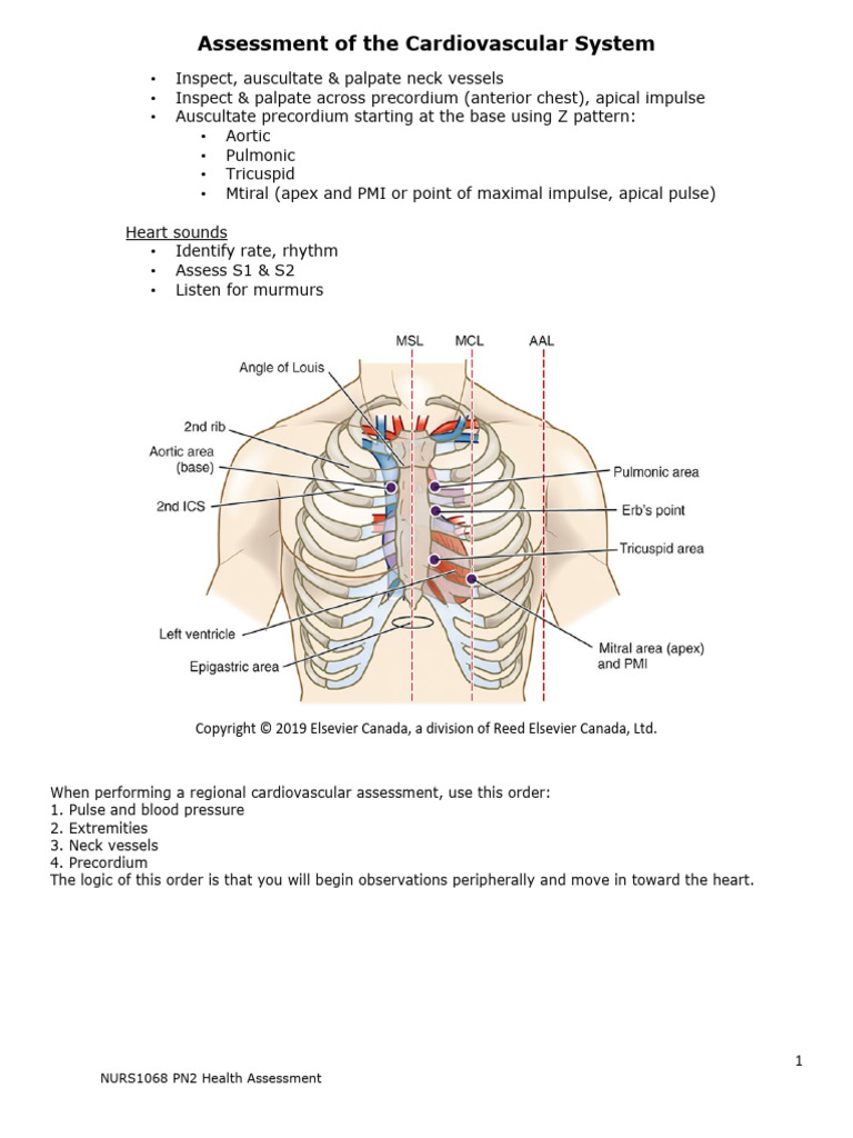 Cardiovascular Assessment 2023-24 | PDF | Heart | Heart Valve