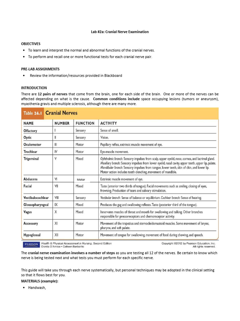 Activity 2a Cranial Nerves | PDF | Nervous System | Neuroscience
