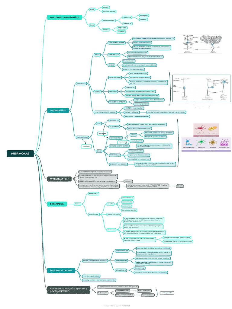 Nervous System Histology Map | PDF | Axon | Synapse
