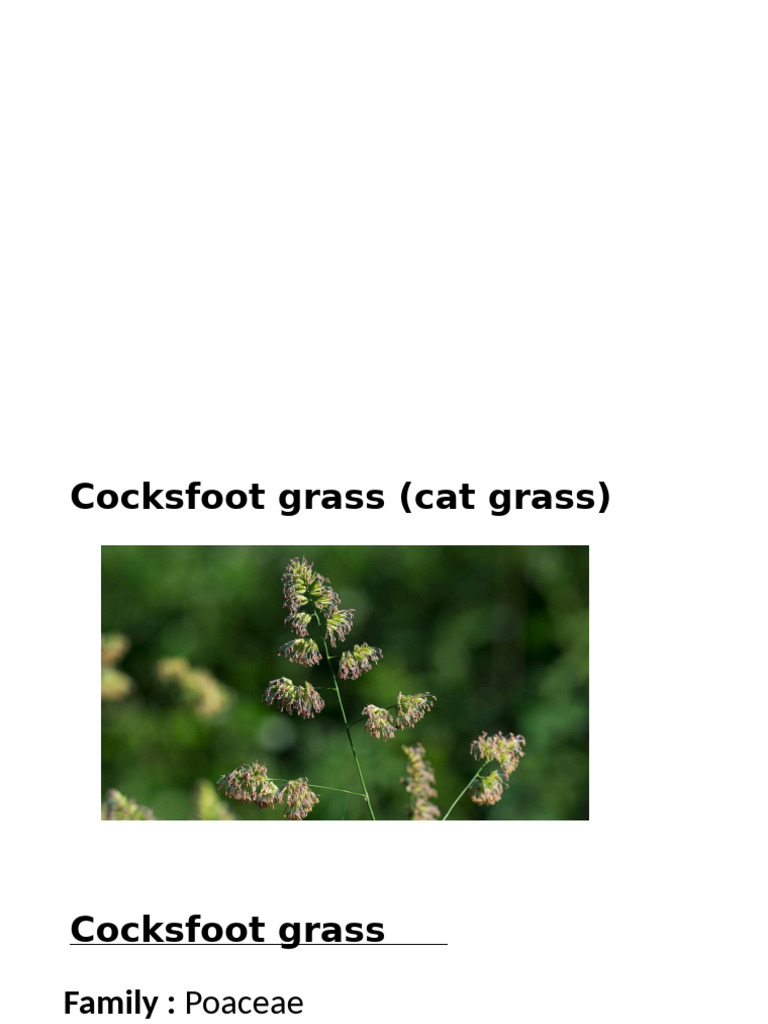 Cocksfoot Grass: Characteristics and Management | PDF | Fertilizer | Soil