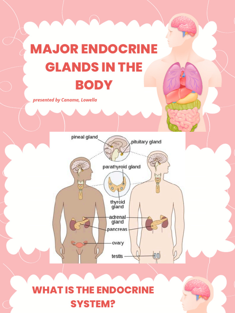 Major Endocrine Glands Overview | PDF | Endocrine System | Thyroid
