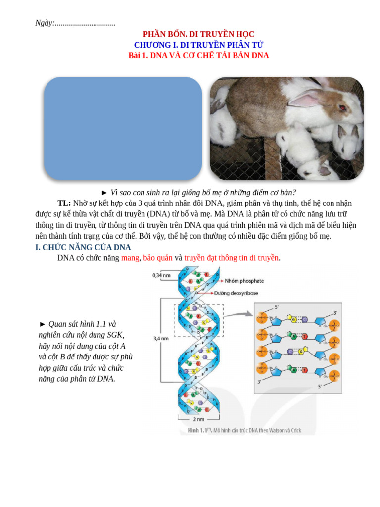 Bài 1. VGB-GV. DNA và cơ chế tái bản DNA- KNTT | PDF