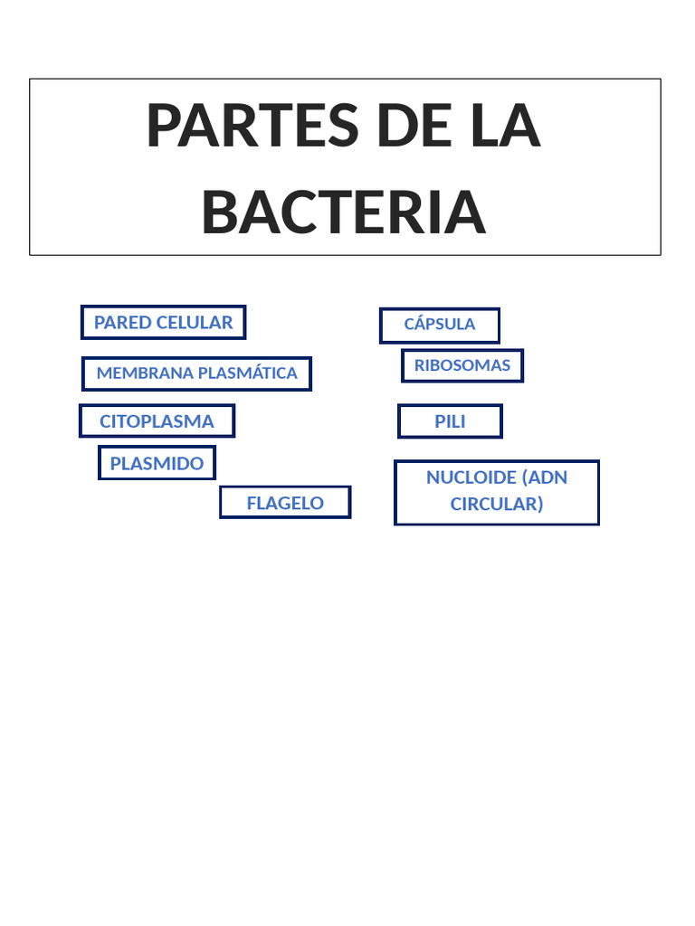 Partes de La Bacteria | PDF