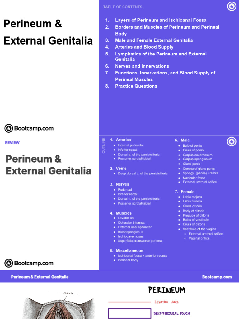 Perineum and External Genitalia | PDF | Clitoris | Mammal Reproductive System