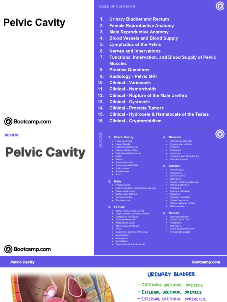 Pelvic Cavity | PDF | Pelvis | Human Anatomy