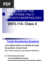 Triadan Tooth Numbering Guide | PDF | Dental Anatomy | Dentistry
