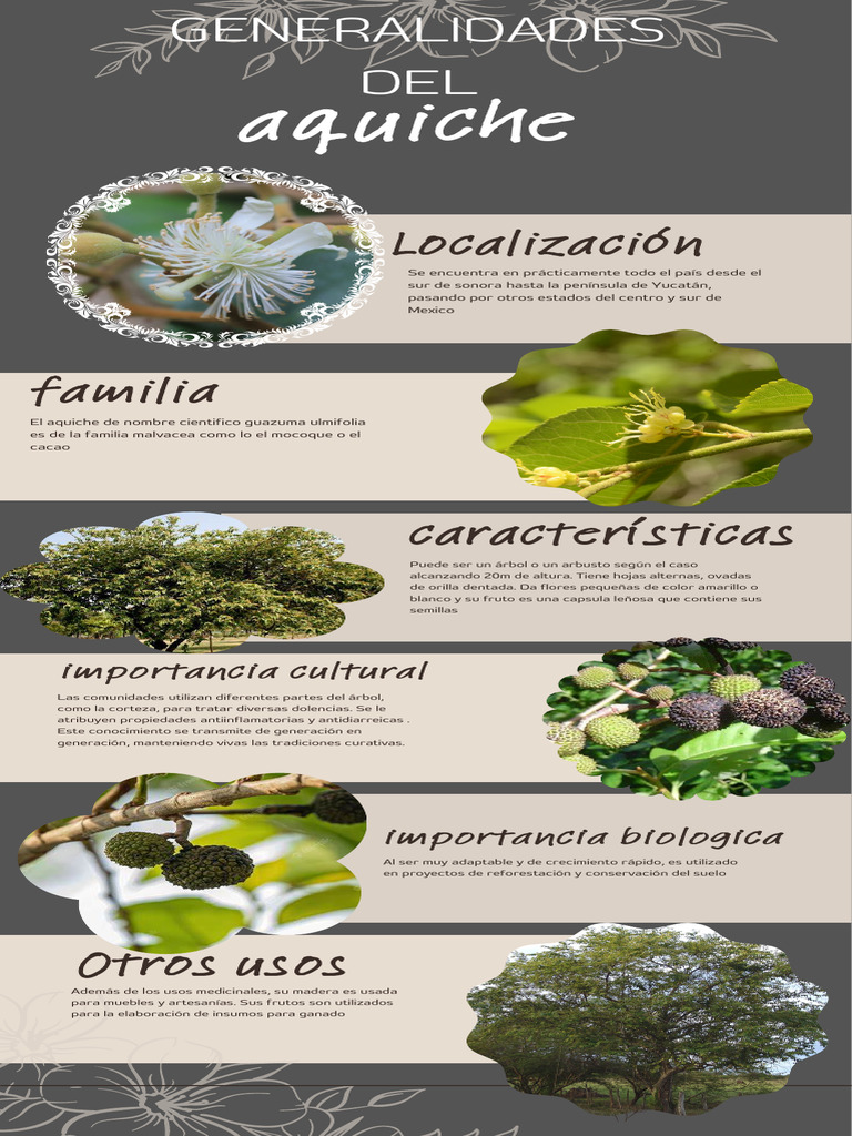 Usos Y Características Del Mocoque Pdf