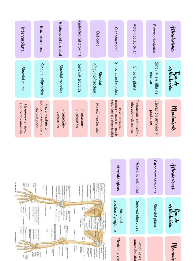 Articulaciones Del MS | PDF