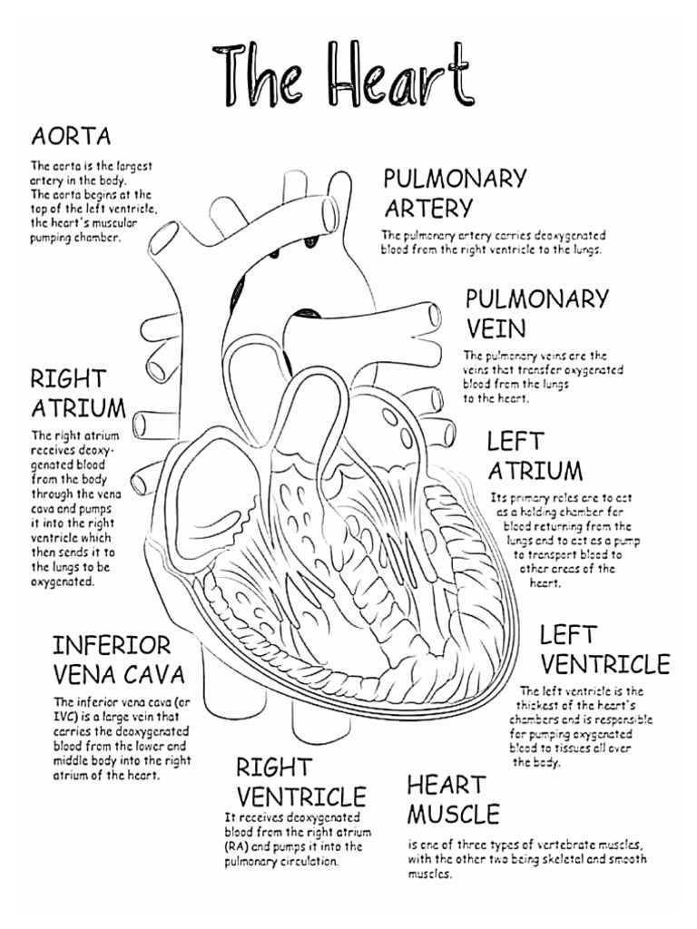 Heart | PDF